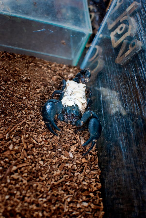 Baby Scorpions Stock Photos - Free & Royalty-Free Stock Photos from ...