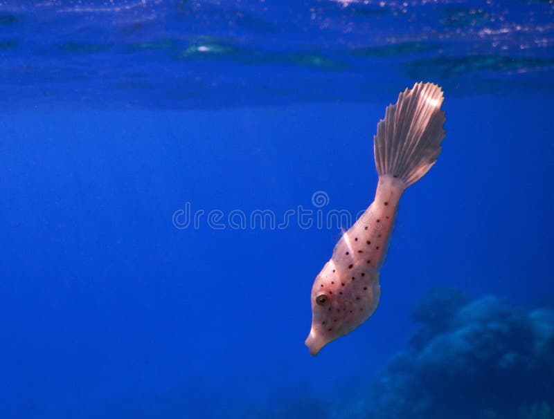 115 Scrawled Filefish Stock Photos - Free & Royalty-Free Stock Photos ...