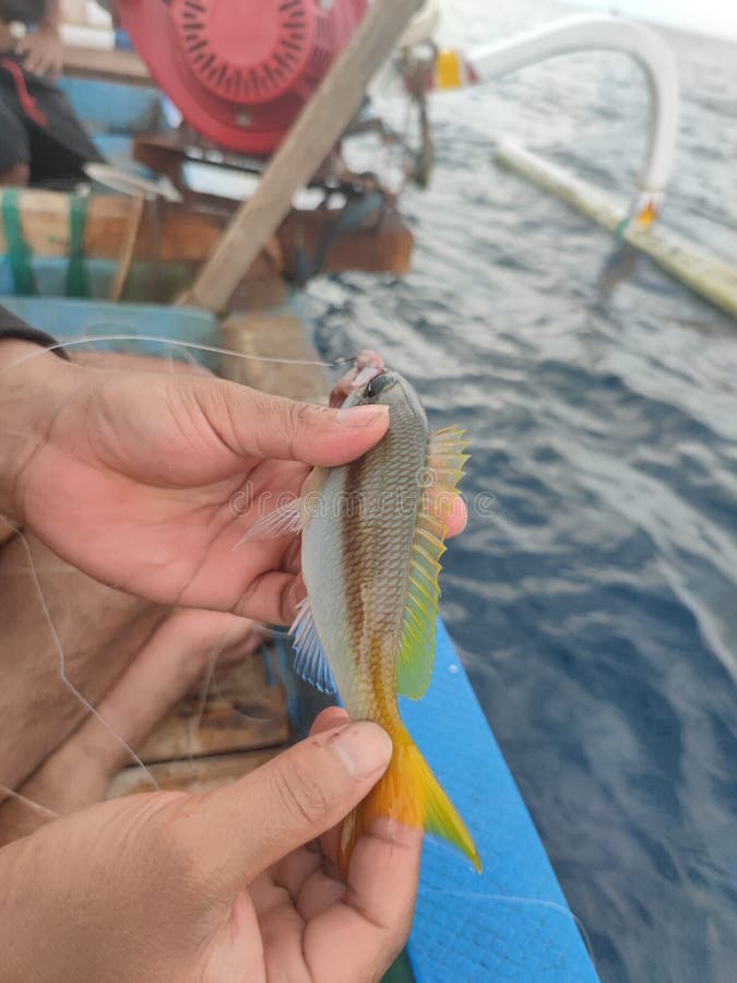 Baby sea fish stock photo. Image of food, hand, animal - 264810672