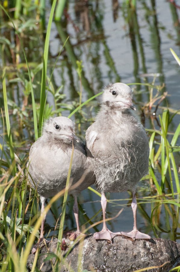 Baby Sea Gull stock image. Image of standing, gull, nature - 42478707