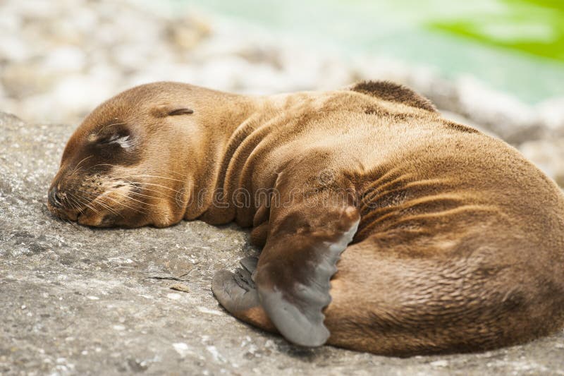 Baby sea lion stock image. Image of small, alone, stone - 26766249
