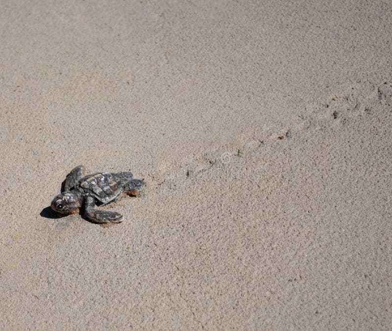 Baby Sea Turtle in ocean stock image. Image of paddling - 7396485