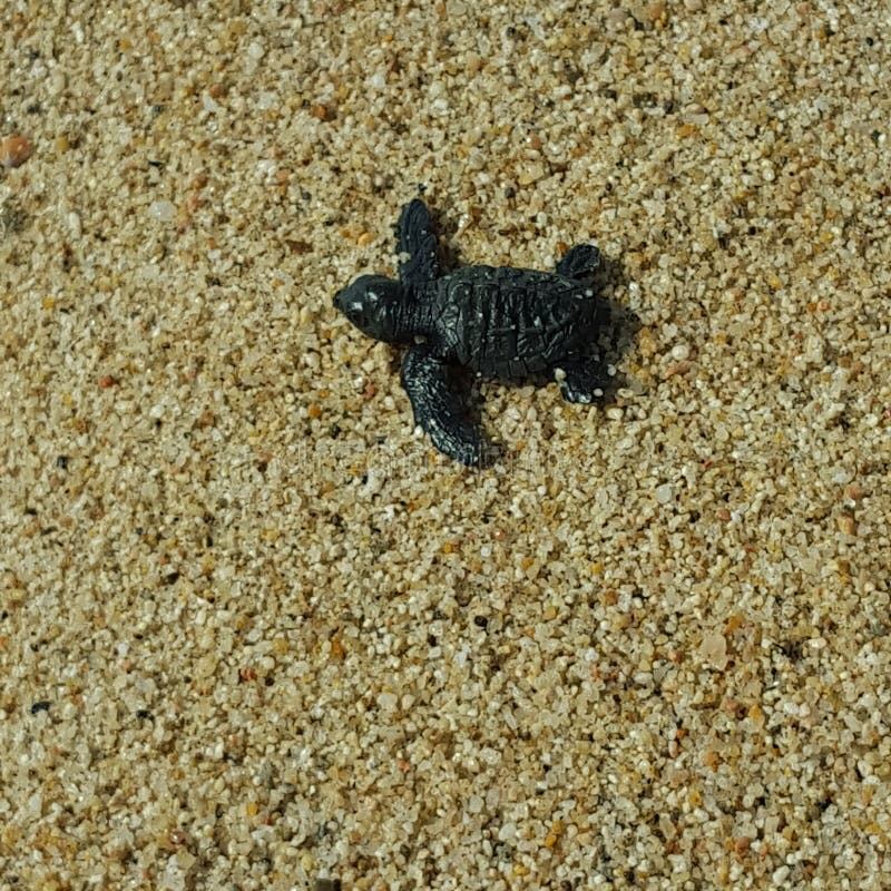 Baby sea turtle stock image. Image of baby, beach, turtle - 77400011