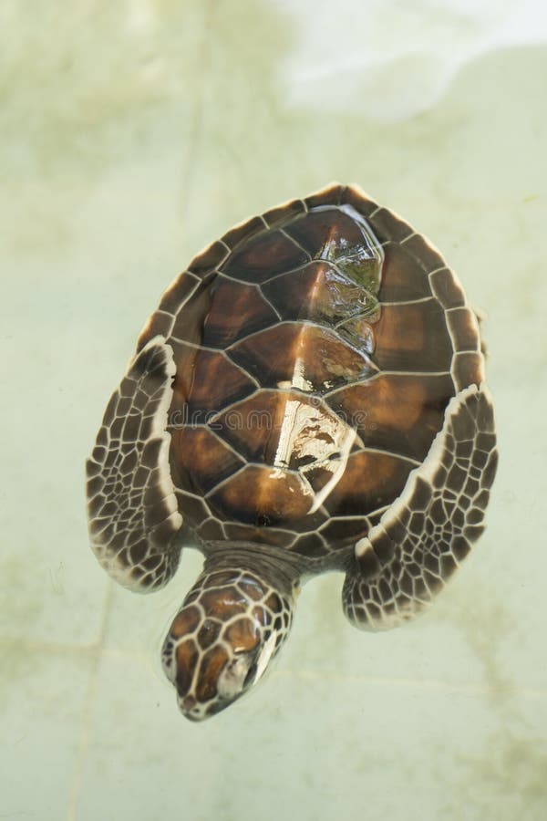 Baby sea turtle stock image. Image of animal, small, turtle - 79045417