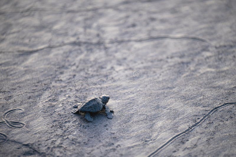 Baby Sea Turtle Crawl on Beach Sand Stock Image - Image of close ...