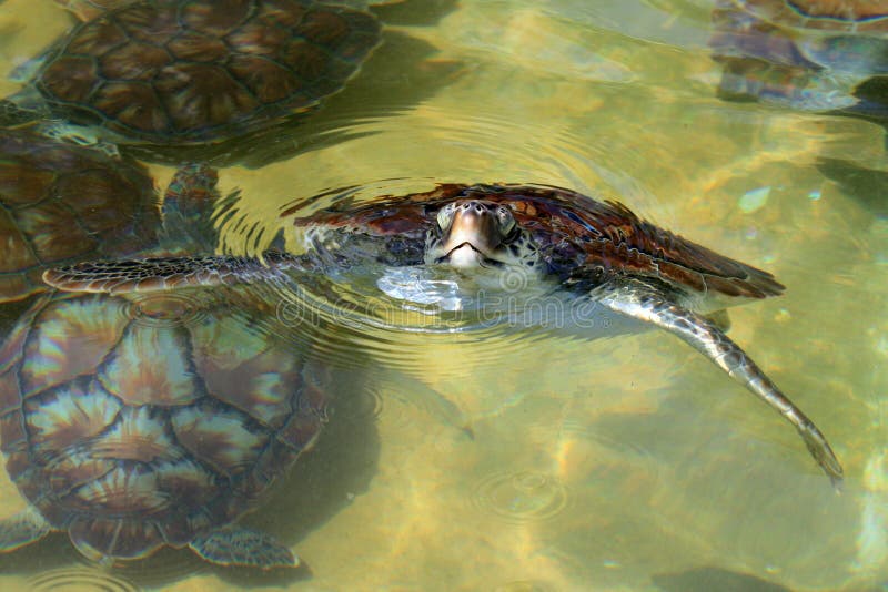 Baby Sea Turtle Looking Out of the Water Stock Photo - Image of water ...
