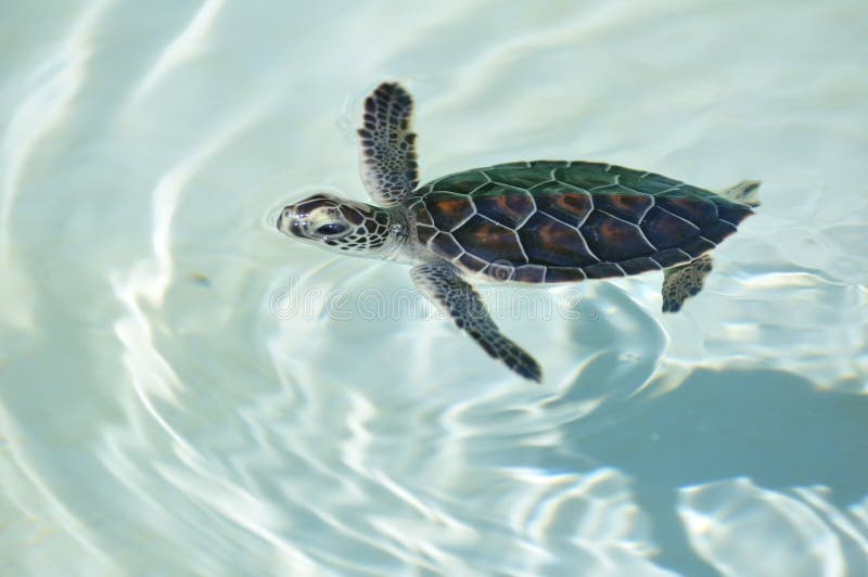 Baby Sea Turtle Swimming stock photo. Image of underwater - 24641364