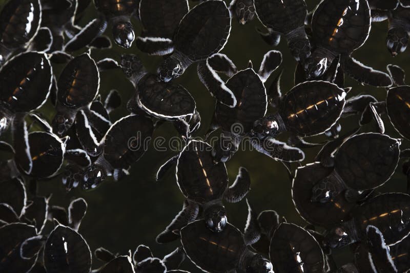 Baby Sea turtles stock image. Image of captured, farm - 35501731