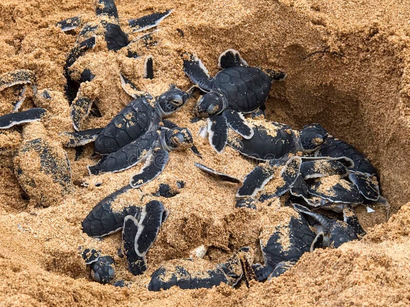 Baby Sea Turtles Newly Hatched in the Sand Stock Photo - Image of cute ...