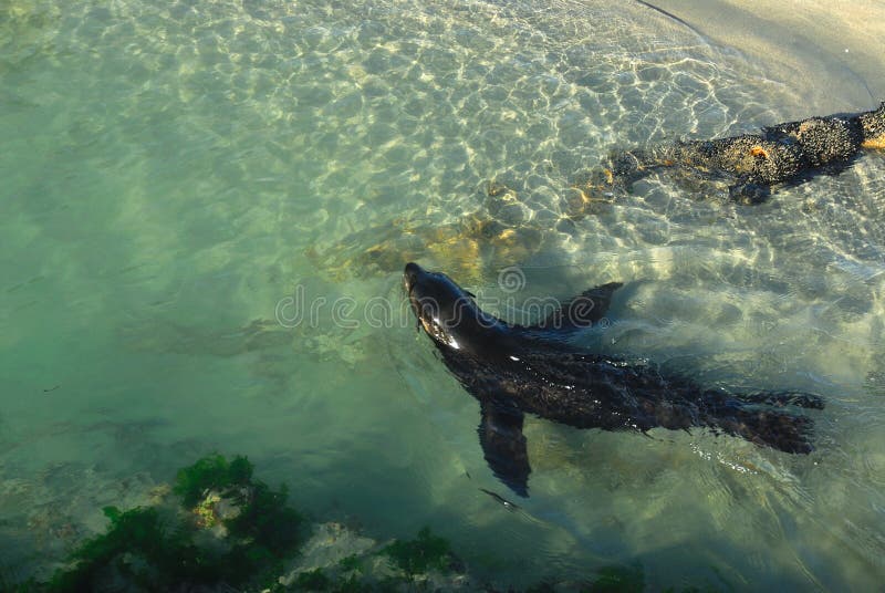 Baby Seal stock photo. Image of coast, pool, blue, rocks - 16898798