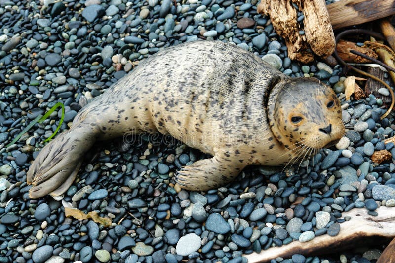 Baby Seal Playing in the Water Stock Photo - Image of joyfully, pool ...