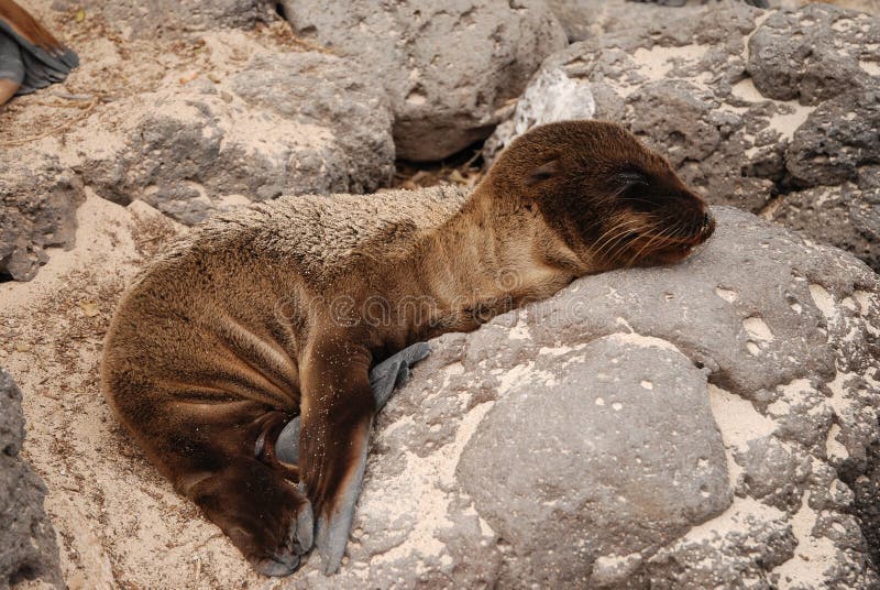 Baby Seal Basking in Sun on Galapagos Islands Stock Image - Image of ...