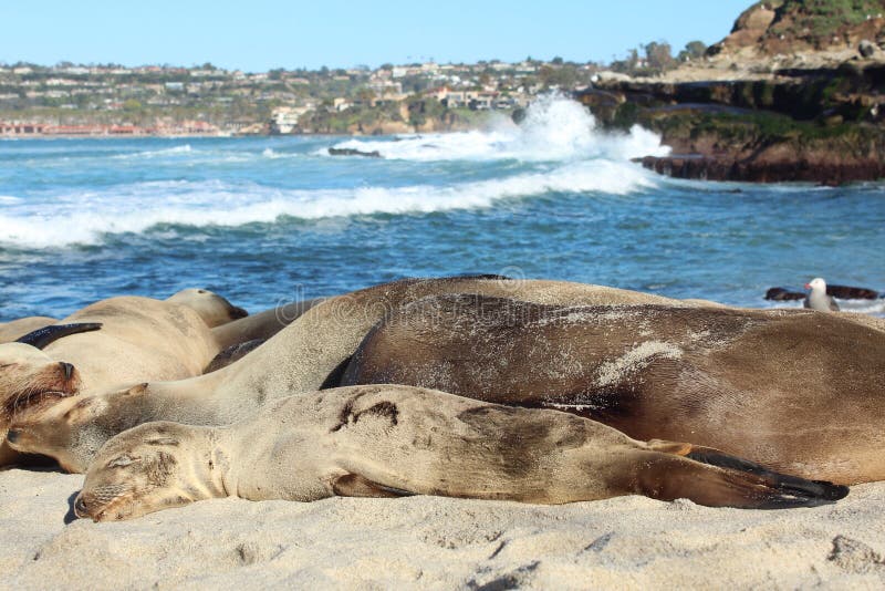 Baby seal sleeping stock photo. Image of baby, seal, sleeping - 70096160