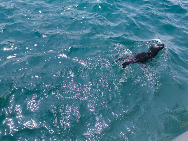 Baby Seal Swimming in the Sea Stock Photo - Image of shoreline, habitat ...