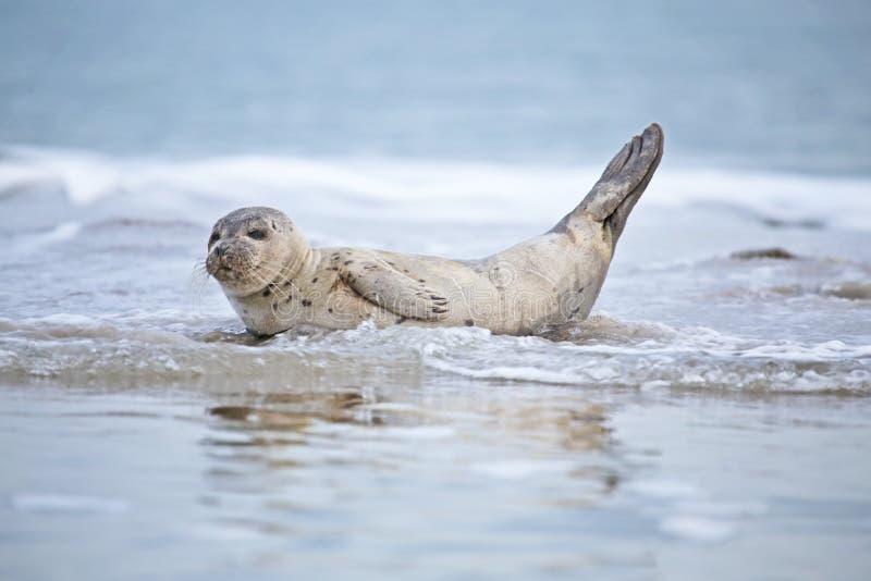 Baby Seal Playing in the Water Stock Photo - Image of joyfully, pool ...