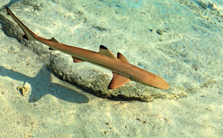 105 Baby Shark Water Color Stock Photos - Free & Royalty-Free Stock ...