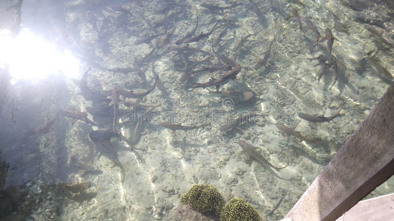 Baby Shark in the Fish Farm Stock Image - Image of animal, coast: 261805307