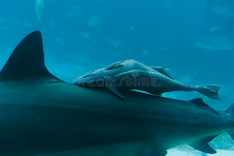 Baby Shark on Mother S Back Stock Photo - Image of swim, mother: 28385902