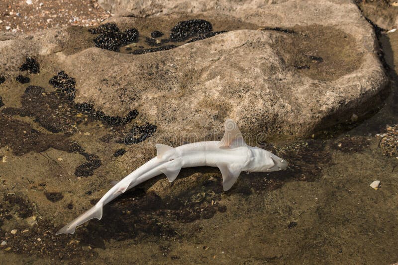 Baby shark in rock pool stock photo. Image of gills, fishing - 53806938