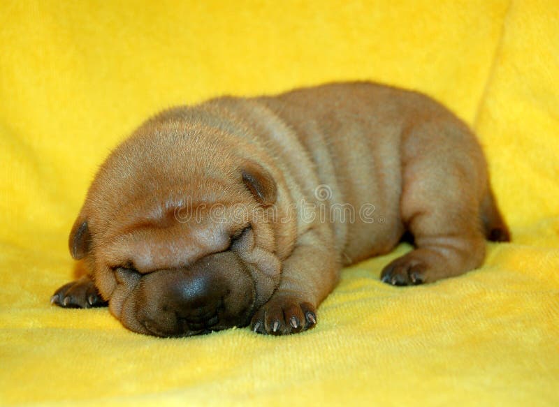 Baby sharpei stock image. Image of born, baby, shar, lovely - 10075113