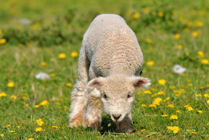 Baby sheeep stock image. Image of cute, lamb, green, friendly - 9349933