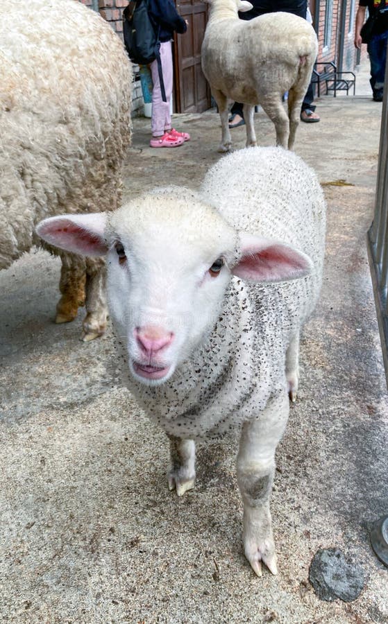 Little baby sheep stock photo. Image of formal, fresh - 268125294