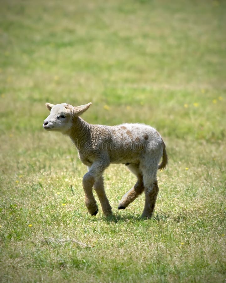Baby sheep stock image. Image of baby, lamb, watchful - 19122001