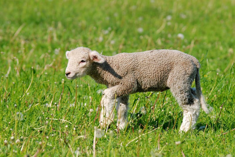 Baby Sheep - Free Photo from StockFreeImages