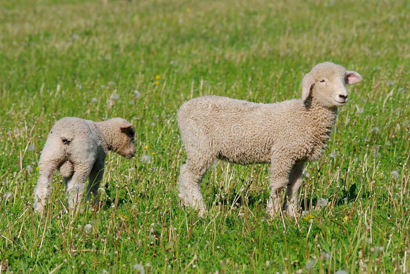 Baby Sheep - Free Photo from StockFreeImages