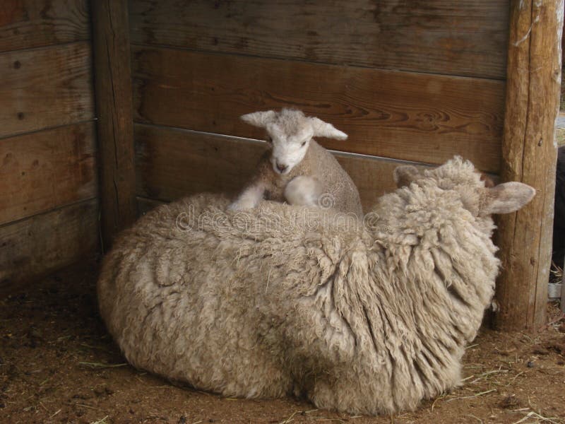 Baby sheep climbing mother stock image. Image of pastoral - 12993801