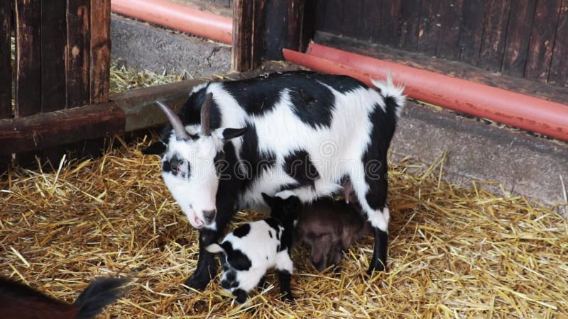 The Baby Sheep Drinks Milk from the Mother Stock Video - Video of ...