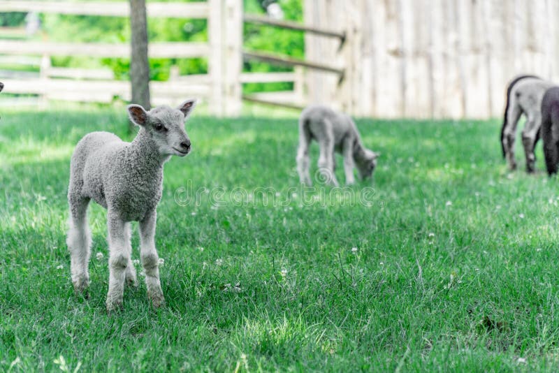 Baby sheep on farm stock photo. Image of grazing, wildlife - 144052426
