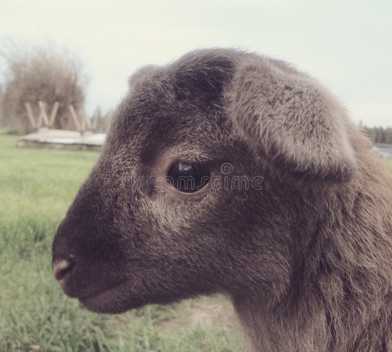 Baby sheep stock image. Image of cute, sheep, baby, animal - 56088013