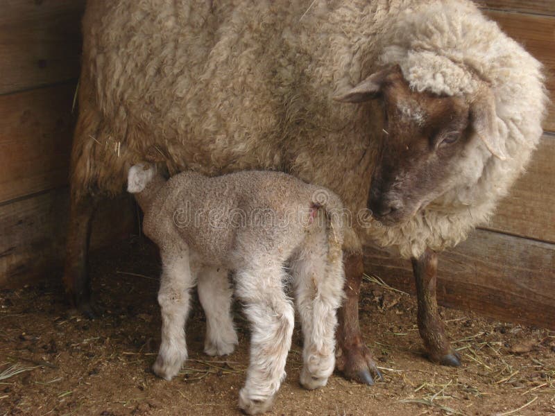 Baby sheep nursing stock image. Image of nursing, brown - 12993695
