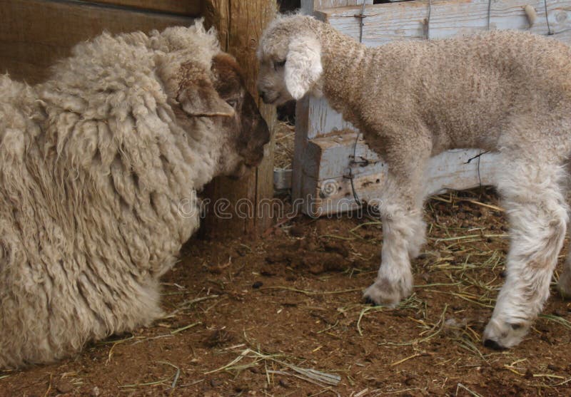 Baby sheep nuzzling mother stock photo. Image of sheep - 13196064