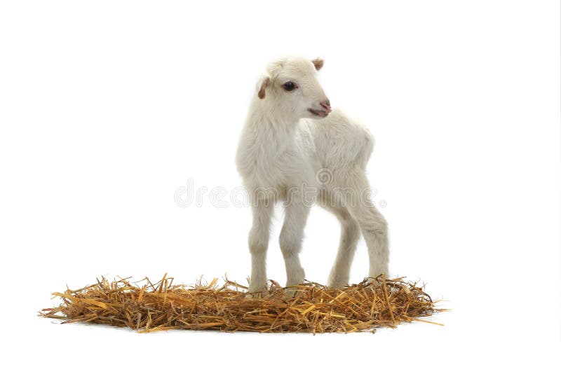 Sheep in a White Winter Landscape Stock Photo - Image of snow ...