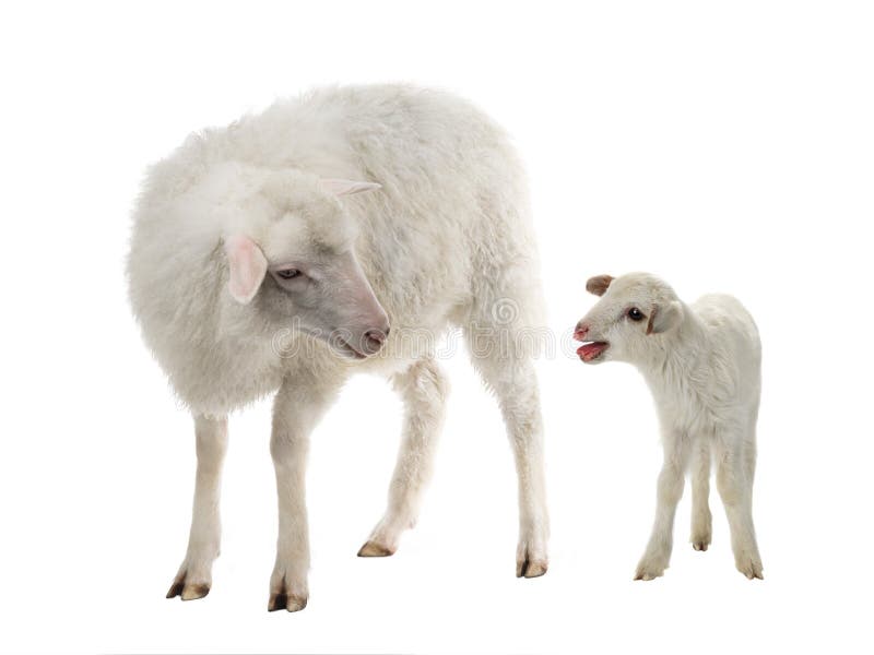 Sheep and Baby Lamb Walking into Old Fashioned Barn Stock Photo - Image ...