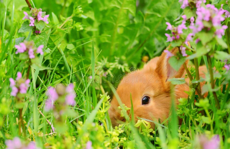 Baby Shy Bunny Sitting in Spring Grass Stock Image - Image of green ...