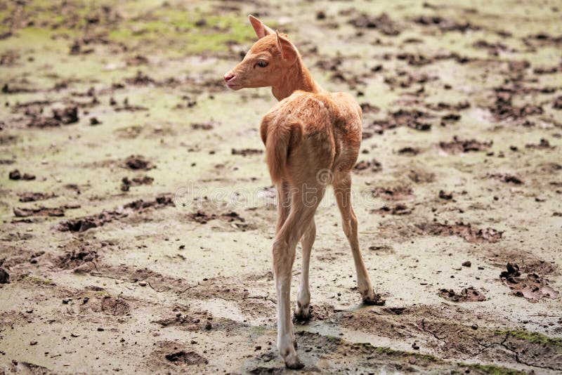 Baby sika deer stock image. Image of nippon, young, cervus - 25493169