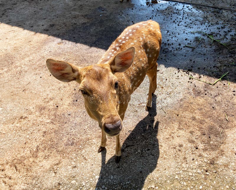 Baby Sika Deer stock photo. Image of odocoileus, mammal - 268852212