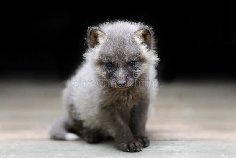 Baby silver fox stock photo. Image of silver, face, adorable - 120826934