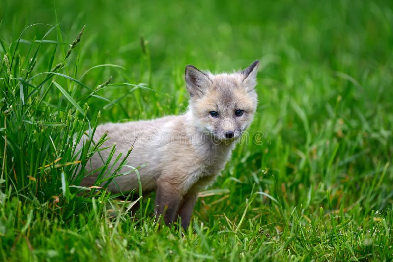 Baby silver fox stock image. Image of black, head, adorable - 92833349