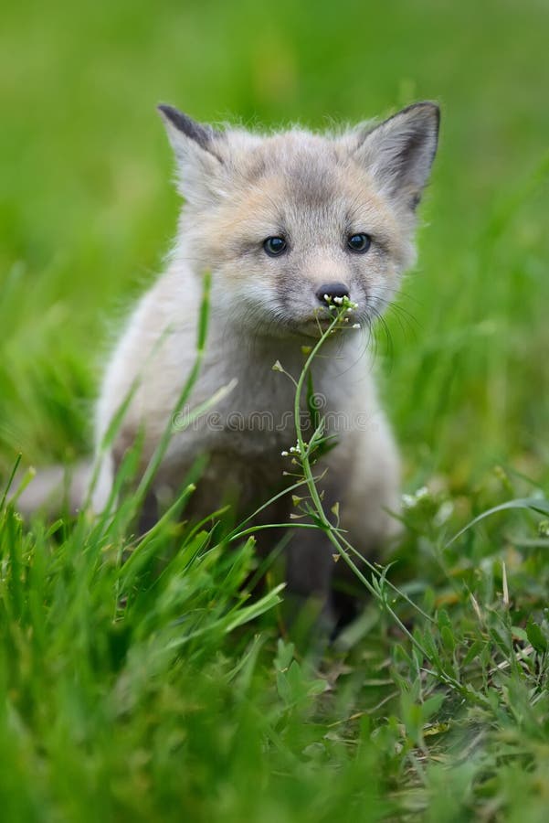 Baby silver fox stock image. Image of furry, hunter, mammal - 92833525