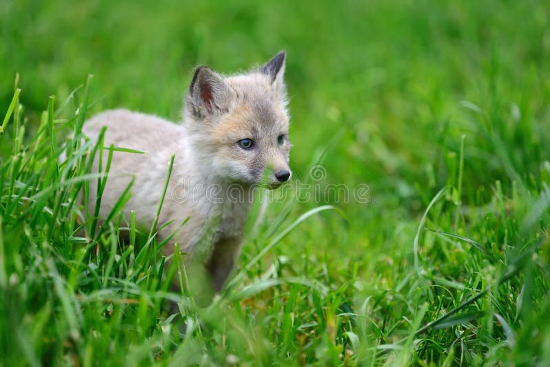 1,766 Baby Black Fox Stock Photos - Free & Royalty-Free Stock Photos ...