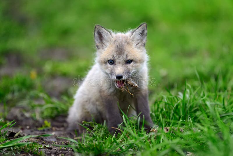 Baby silver fox stock image. Image of little, head, baby - 93293865