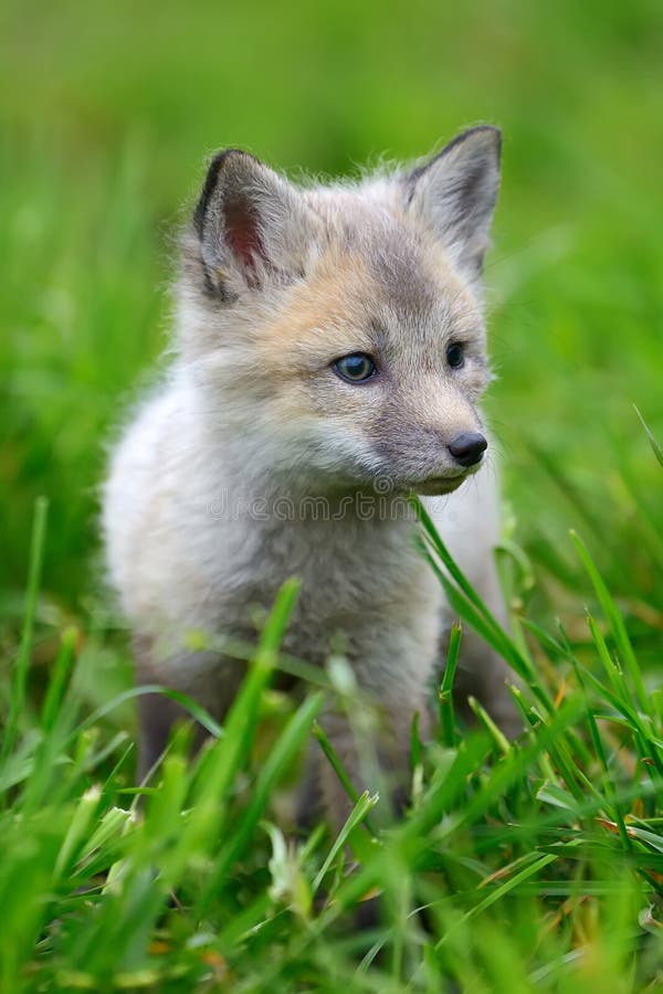 Baby silver fox stock image. Image of animal, hunt, carnivore - 95785205