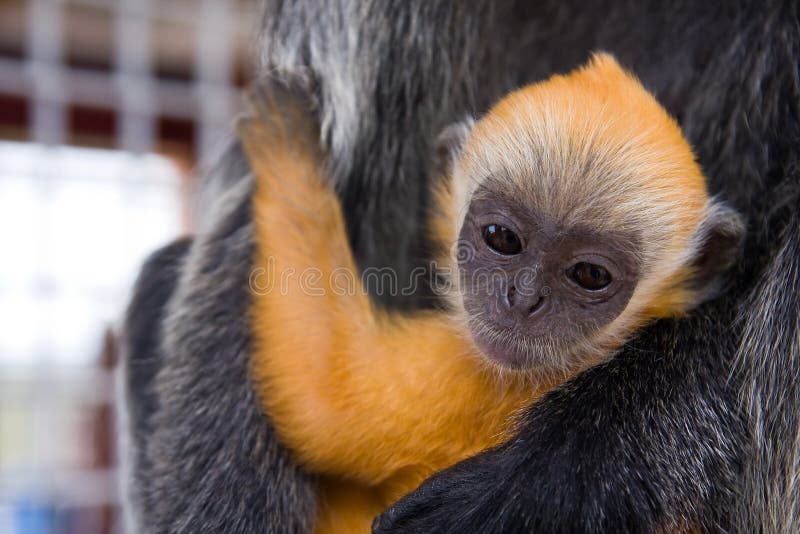 Baby silver leaf monkey stock photo. Image of mammal - 11808508