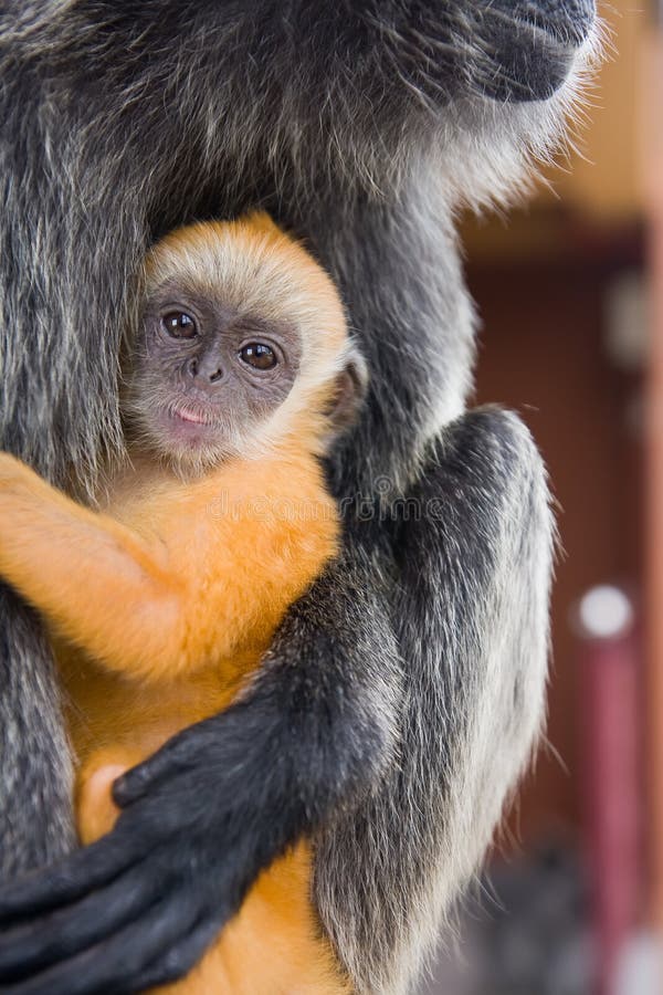 8+ Silver leaf monkey Free Stock Photos - StockFreeImages
