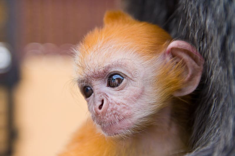 Baby silver leaf monkey stock photo. Image of mammal - 11808508