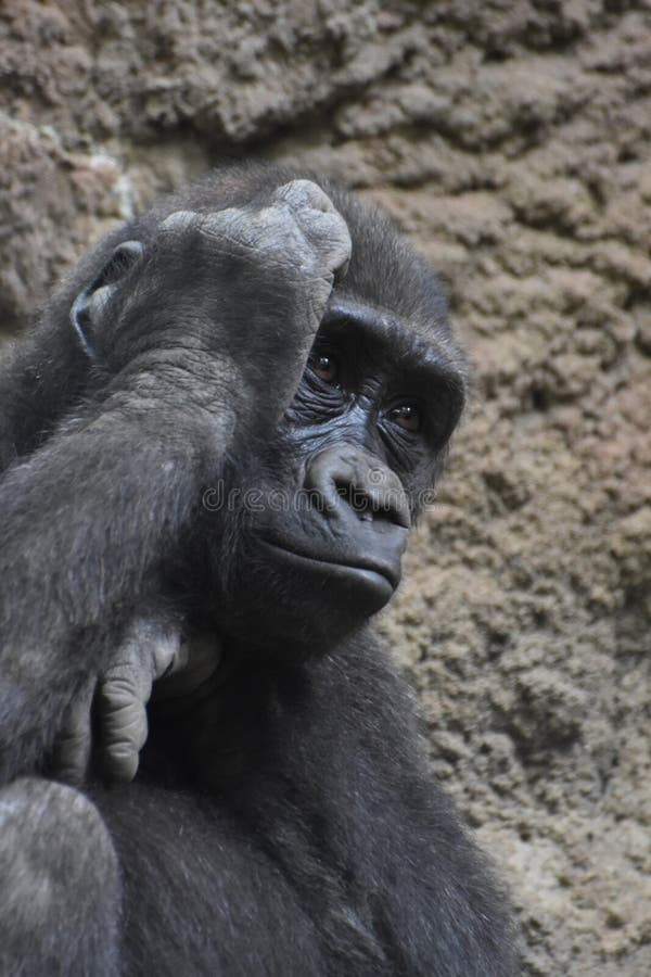 Baby Silverback Gorilla Scratching Its Head Stock Image - Image of ...